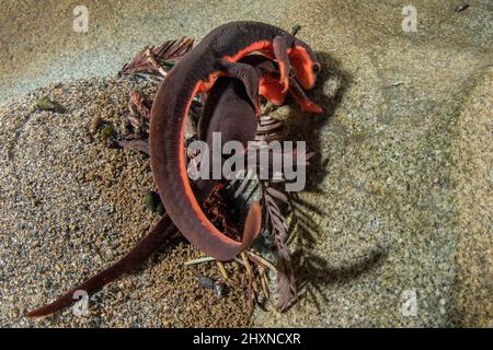Mating red bellied newts (Taricha rivularis) form an underwater ball of ...