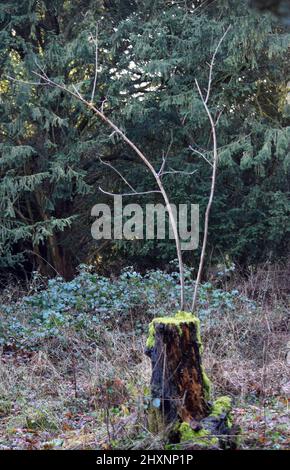 Tree stump with moss and growing tree shoots Stock Photo - Alamy