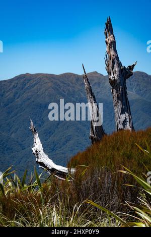 Mount Hector on the Tararua main range, from Mount Kapakapanui, Kapiti ...