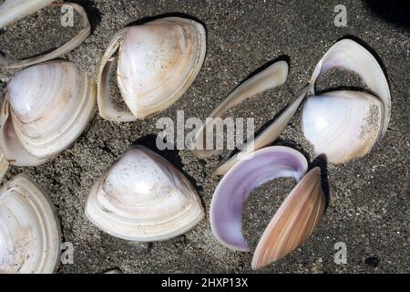 Pipi shells on beach at Paekakariki, Kapiti, Wellington, North Island ...