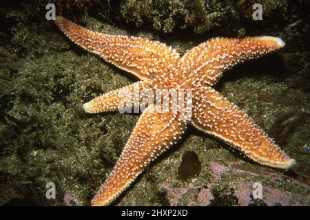 Common starfish or sugar starfish (Asterias rubens) is a sea star ...