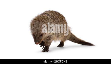 Adult Banded Mongoose aka Mongus Muno, jumping off edge. Showing claw ...