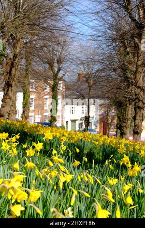 Newnham on Severn, UK. 14th Mar, 2022. Spring start to make it's ...