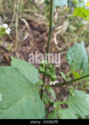 Black nightshade. Green background flowers and berries nightshade ...