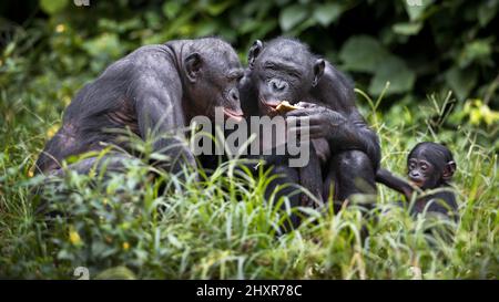 Bonobo chimpanzees in the wilderness in Democratic Republic of the ...