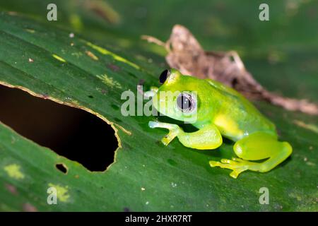 Grenouille Transparente