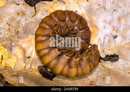 Giant bug, large millipede. python millipede, Nyssodesmus python Stock ...