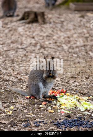 Cute Bennett kangaroo eating vegetables at the zoo Stock Photo - Alamy