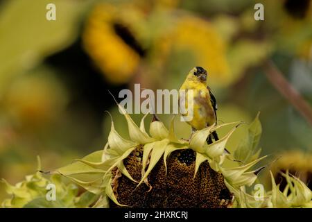 Closeup shot of the Pine siskin bird perched on the sunflower on the ...