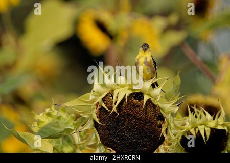 Closeup shot of the Pine siskin bird perched on the sunflower on the ...