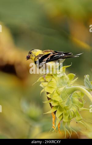 Closeup shot of the Pine siskin bird perched on the sunflower on the ...