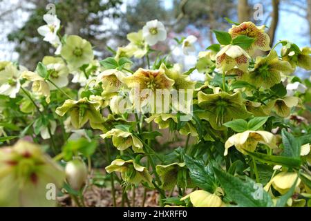 Yellow speckled Hellebores, or lenten rose, in flower Stock Photo - Alamy