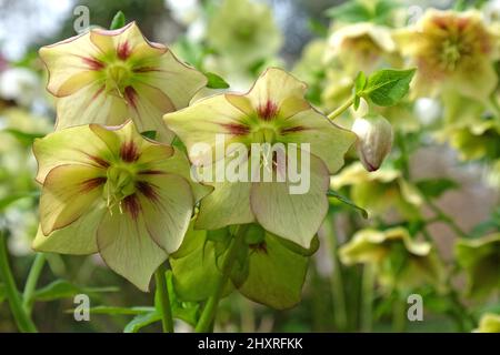 Yellow speckled Hellebores, or lenten rose, in flower Stock Photo - Alamy