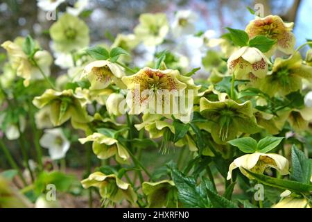 Yellow speckled Hellebores, or lenten rose, in flower Stock Photo - Alamy