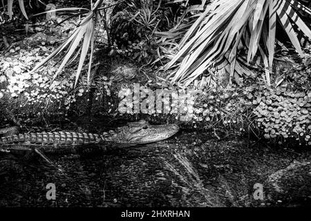 Grayscale shot of an alligator in a river Stock Photo - Alamy