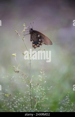 Black Swallowtail Butterfly in a Texas garden Stock Photo - Alamy