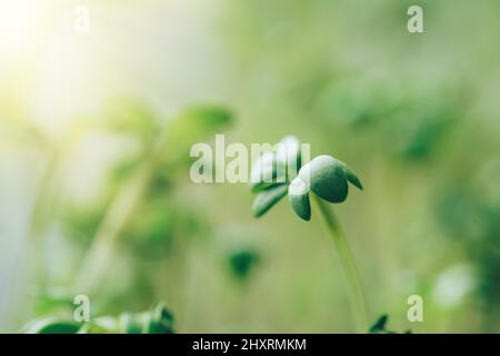 Young shoots of parsley in the sun Stock Photo - Alamy