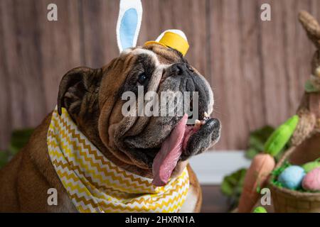 Closeup shot of a pitbull wearing an easter costume Stock Photo - Alamy