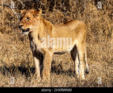 Closeup of a maneless lion (Panthera leo) baring its teeth Stock Photo ...