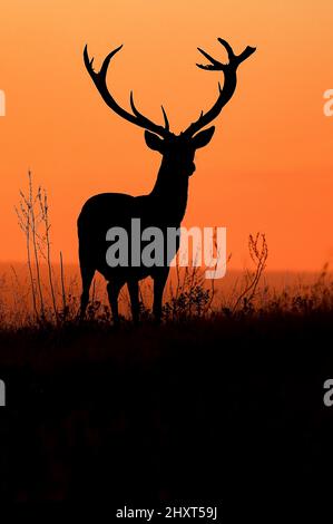 RED DEER - CIERVO COMUN (Cervus elaphus Stock Photo - Alamy