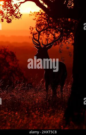 RED DEER - CIERVO COMUN (Cervus elaphus Stock Photo - Alamy