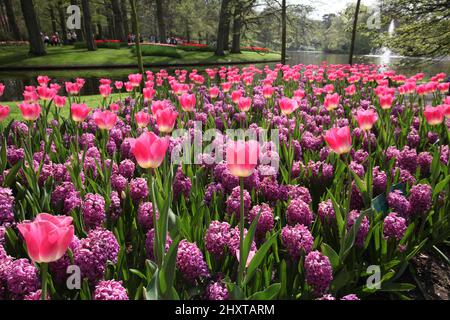 General view of flowers in Lisse, The Netherlands Stock Photo - Alamy