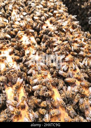 Vertical closeup photo of bees in a beehive Stock Photo - Alamy