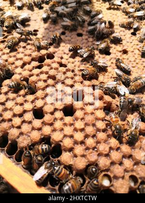 Vertical closeup photo of bees in a beehive Stock Photo - Alamy