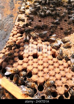 Vertical closeup photo of bees in a beehive Stock Photo - Alamy