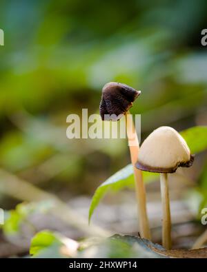Little Brown Mushrooms LBM Stock Photo - Alamy
