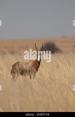 Blesbok ram, Mountain Zebra National Park Stock Photo - Alamy