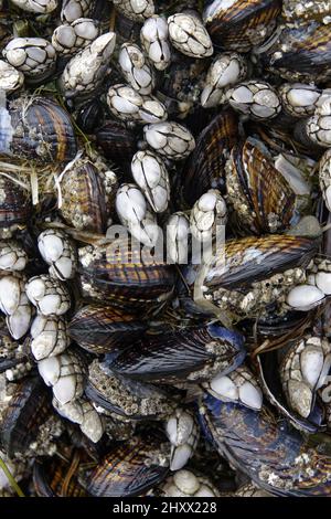 Purple mussels (Mytilus) on a rocky ground under a bright sunlight ...