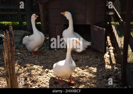 White domestic geese and duck walk on the ground in a fenced farmyard ...