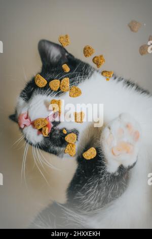 Fluffy cat eating dry food from an automatic feeder Stock Photo - Alamy