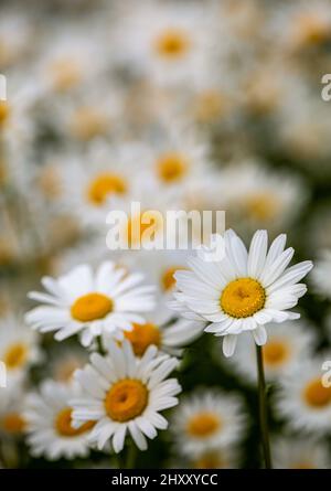 Selective focus of Wild daisies by the roadside near Poundon ...