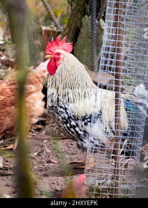 A Rooster in a pen with chickens around Stock Photo - Alamy