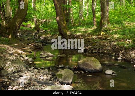 water stream in carpathian beech woods. deep forest in dappled light ...