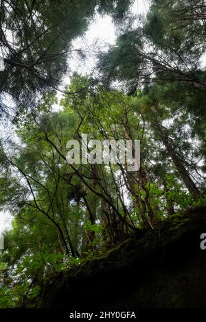 Faial, Portugal - 06 August 2021 : Tree in a field covered by ...