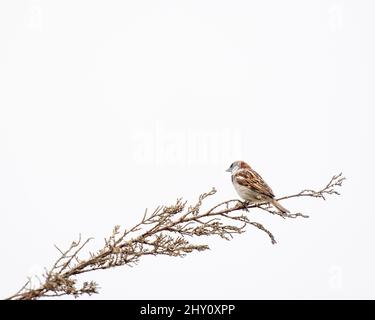 A low angle shot of a brown sparrow perching on the branch Stock Photo ...