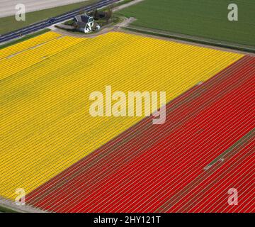 A general aerial view of the North Holland Bulb Fields from the 2012 ...