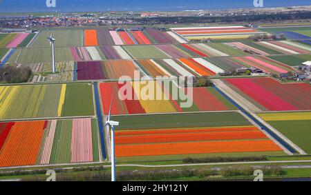 A general aerial view of the North Holland Bulb Fields from the 2012 ...