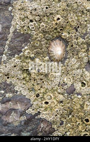 close up macro photograph of barnacles attached to a sea rock during ...