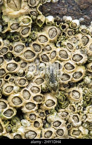 Close Up Shot of Barnacles on a Rock Stock Photo - Alamy