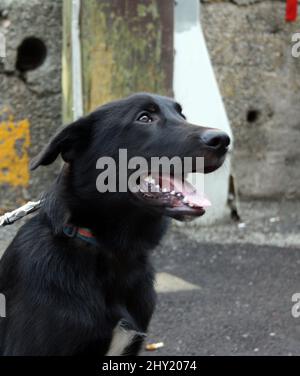 A closeup of a black Majorca Shepherd Dog walking in a park at daytime ...