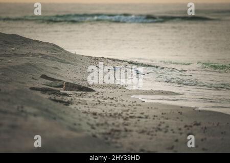 Crab plover birds on the seashore Stock Photo - Alamy
