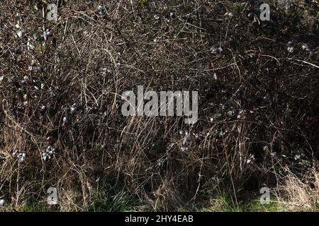 Epsom common, a Nature reserve in Surrey near Epsom, England, UK Stock ...