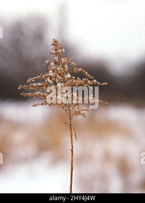 dry grass field winter nature snow winter the landscape Stock Photo - Alamy