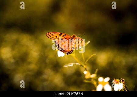 A selective shot of a Passion butterfly (Dione vanillae) on an Marigold ...
