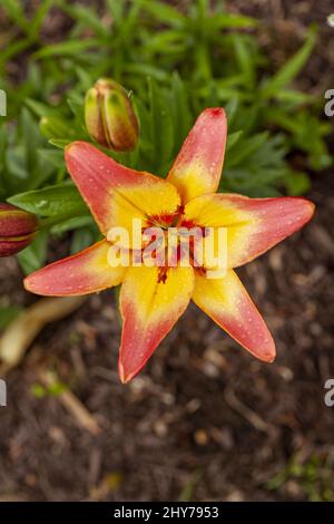 Lily flower macro view. Colorful background wallpaper Stock Photo - Alamy