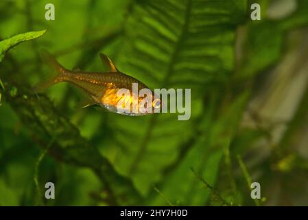Closeup of Ember Tetra Stock Photo - Alamy